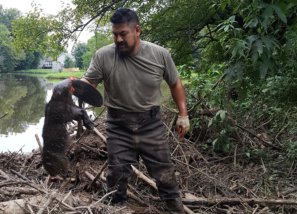 Beavers - AAAC Wildlife Removal of Nashville